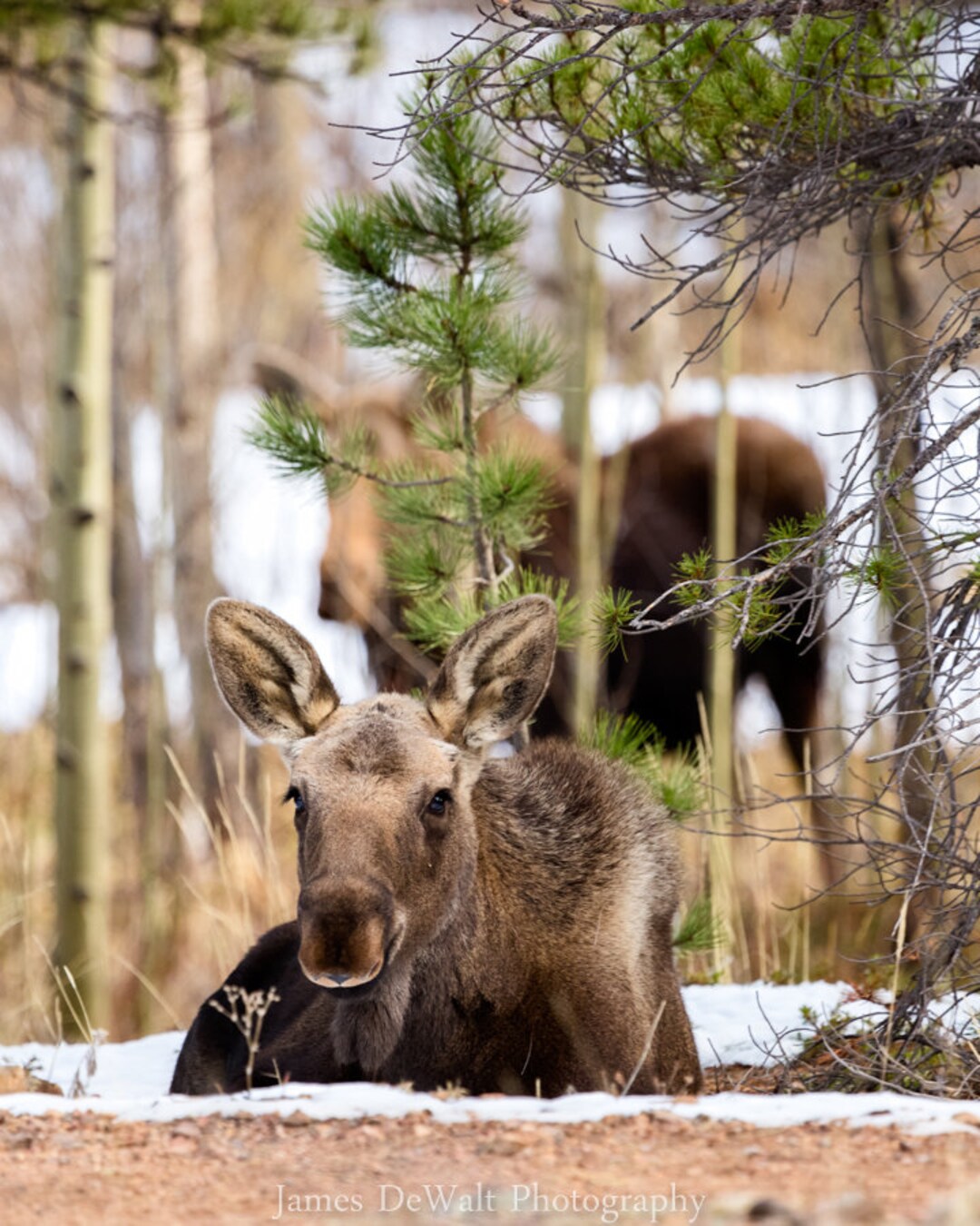 Woodland Cherub-fine Art Photography-wildlife Photography-moose-kids ...