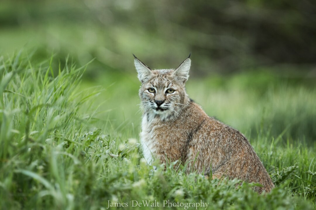 Contemplative Kitty-fine Art Photography-wildlife Photography-bobcat ...