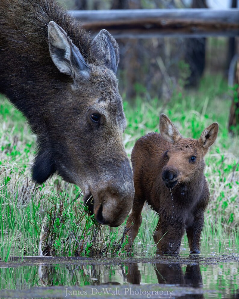 Mama's Boy-fine Art Photography-wildlife Photography-moose-baby ...