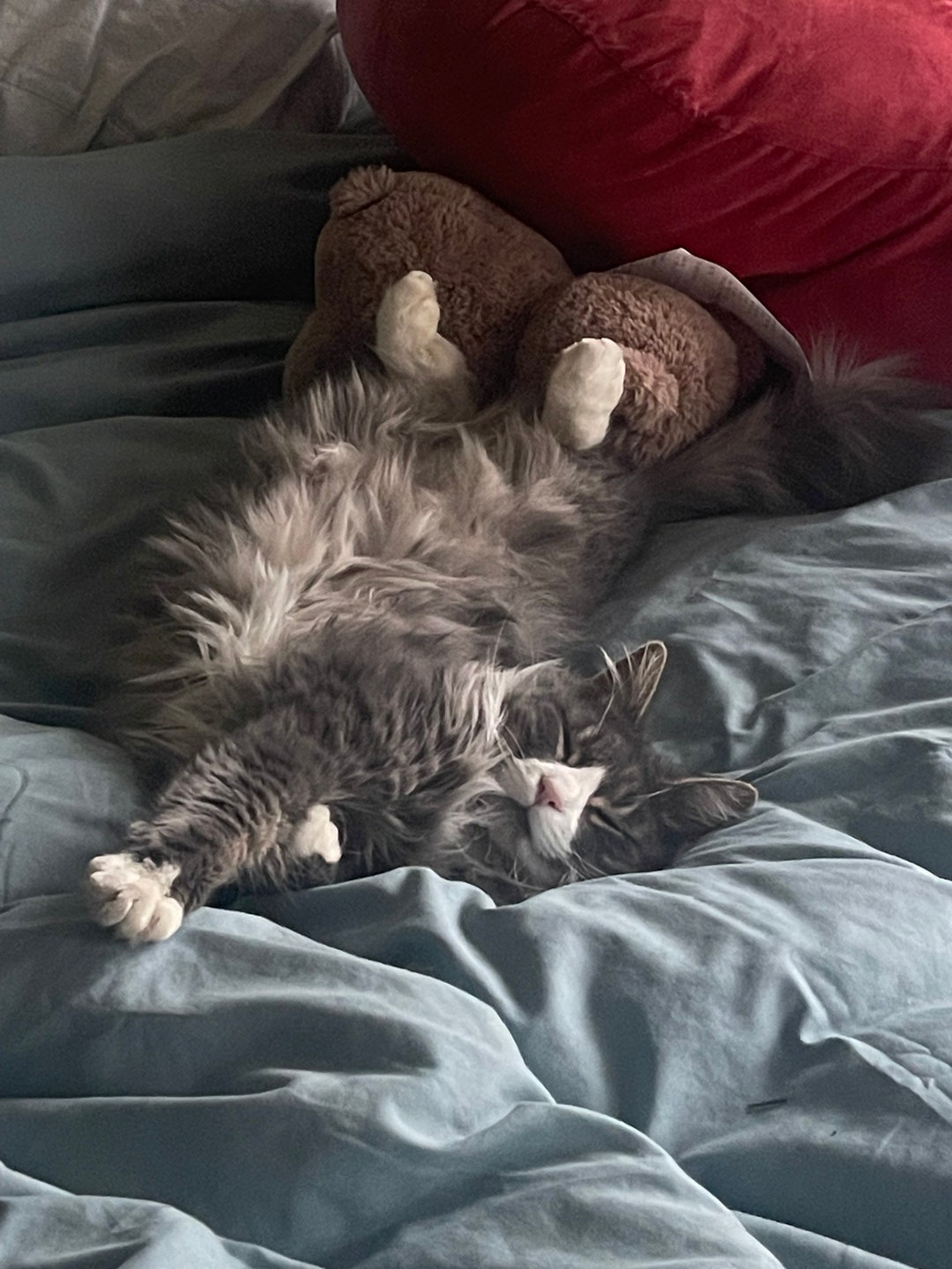 Crystals Chosen by Millie Cat Cat Intuitively Picks Your - Etsy