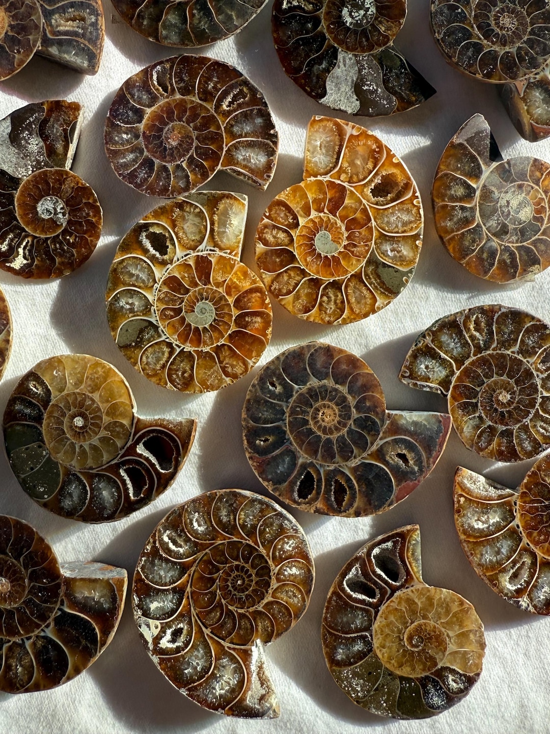 Ammonite Fossil Spiral Shell Slice, Specimen Mineral Ammolite DIY Loose ...