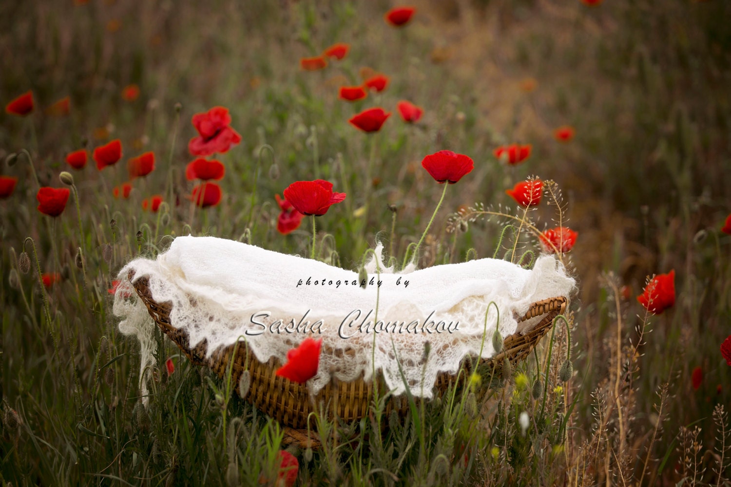 Digital Backdrop Background Newborn Baby Girl Red Poppy Outdoor Nature ...