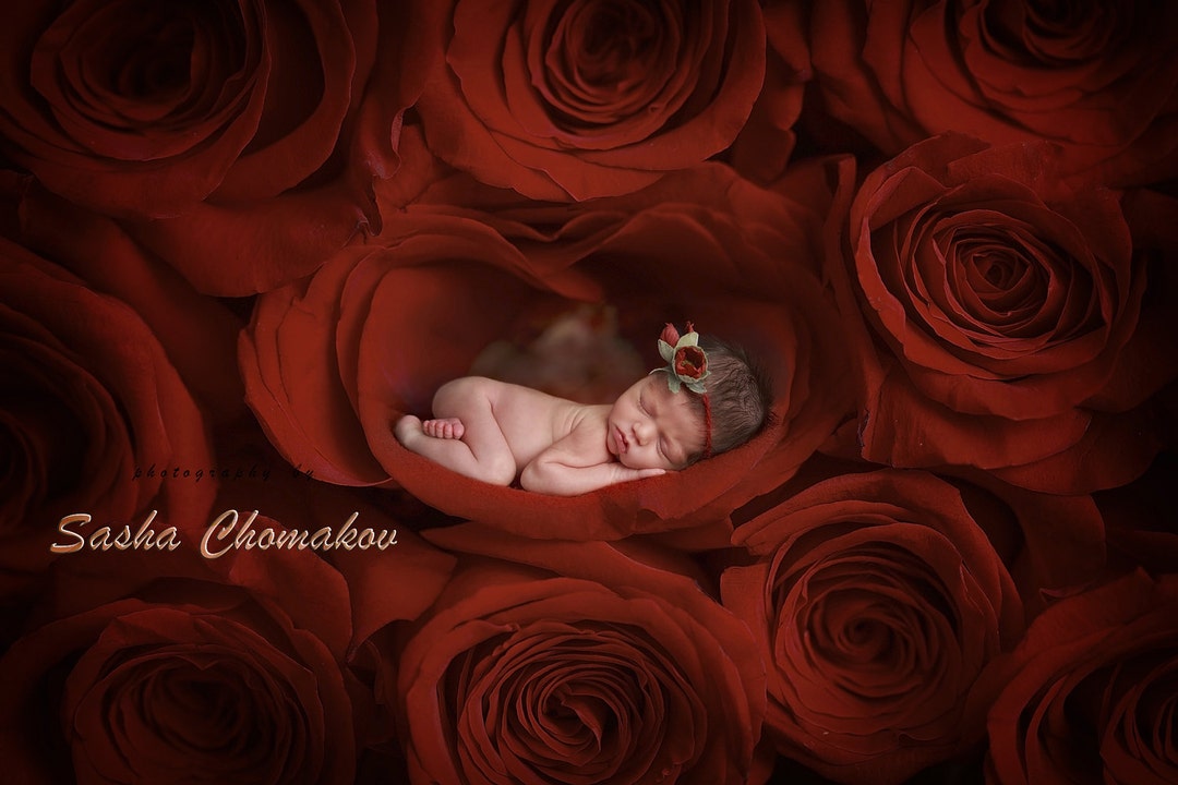 Digital Backdrop Background Newborn Baby Girl Red Roses Valentines Day ...