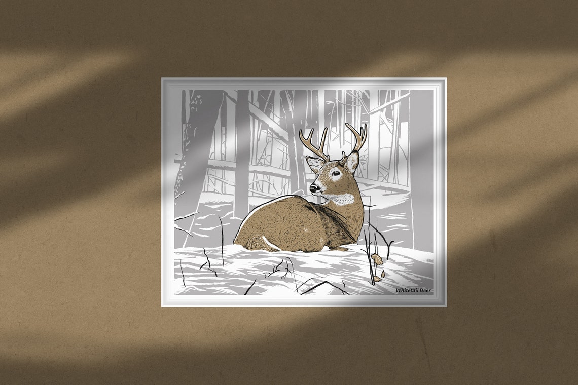 Whitetail Deer 8x10 Print - Etsy