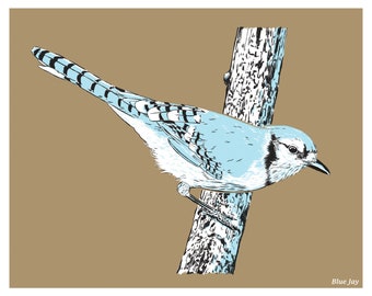Blue Jay Pencil Drawing, Printable Blue Jay Pencil Drawing, North ...