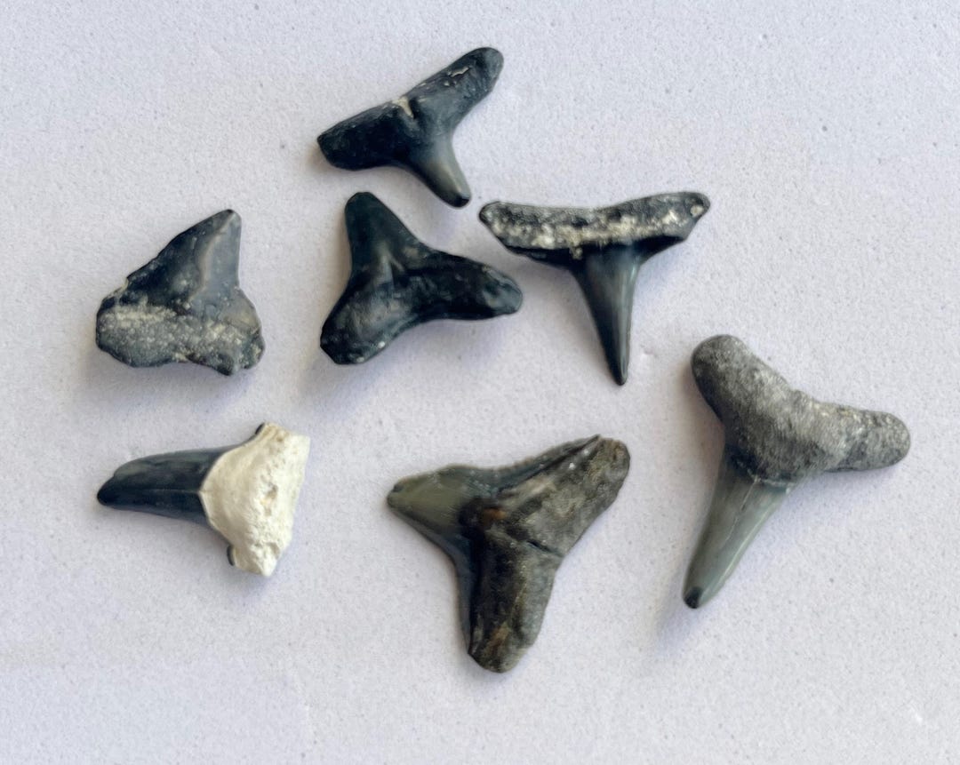 Lot of Small Shark Teeth Various Colors and Sizes H783 - Etsy
