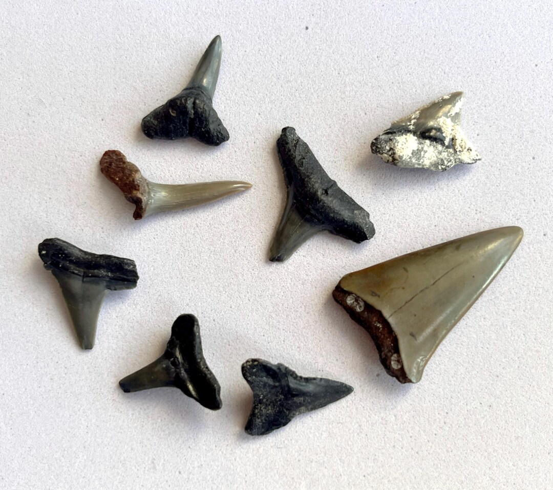 Lot of Small Shark Teeth Various Colors and Sizes H785 - Etsy