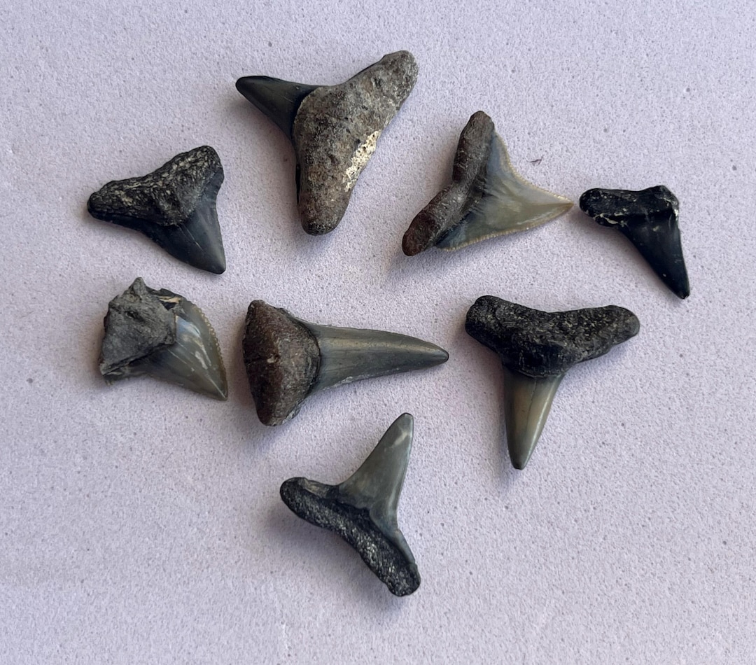 Lot of Small Shark Teeth Various Colors and Sizes H784 - Etsy