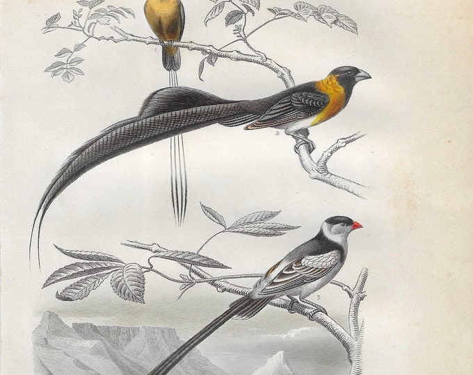 Antique Pin-tailed Whydah, Broad-tailed Paradise Whydah and Sahel ...