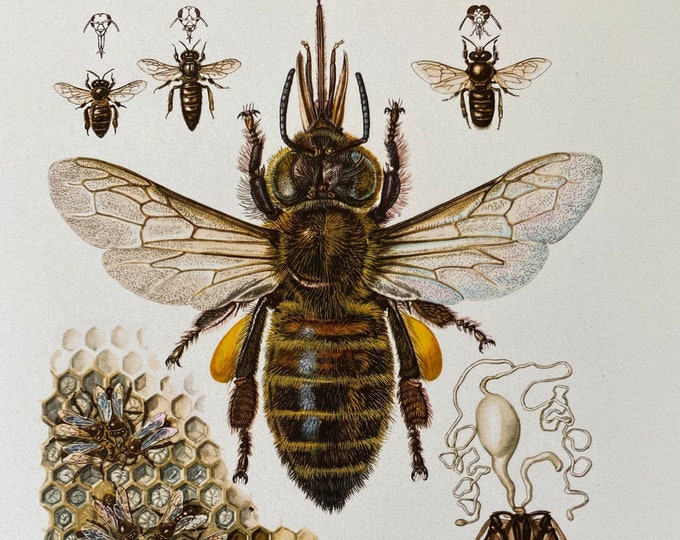 HONEY BEE Print. Bugs Illustrations. Insect Print. Entomology. Natural ...