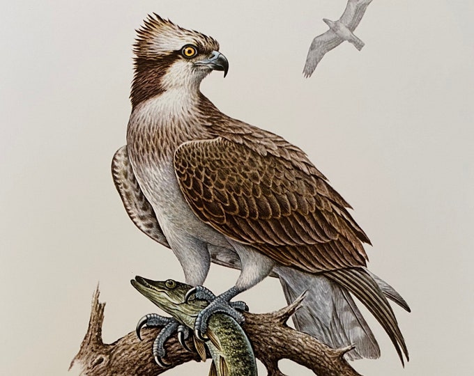 OSPREY HAWK Bird Print. Antique and Vintage Ornithology and Biology ...