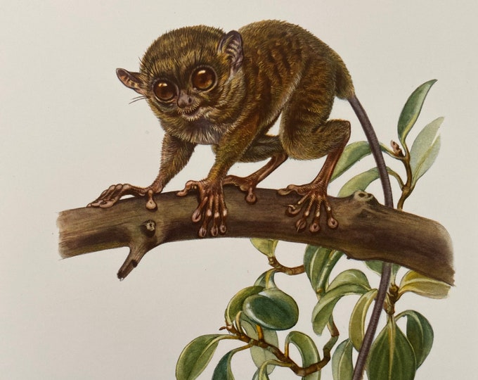 SPECTRAL TARSIER Animal Print. Antique and Vintage Zoology and Biology ...
