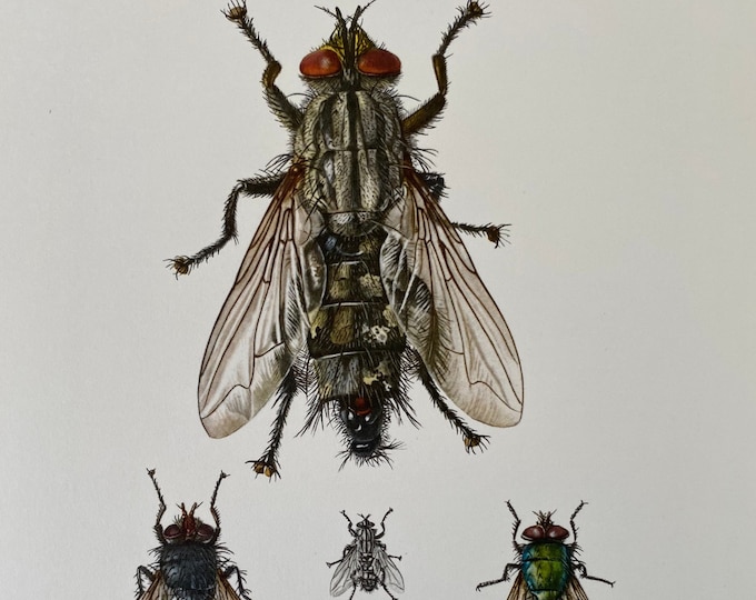 HOUSE FLY Print. Bugs Illustrations. Insect Print. Entomology. Natural ...