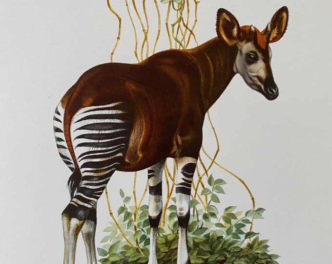 OKAPI Animal Print. Antique Zoology and Biology Lithograph. Wildlife ...
