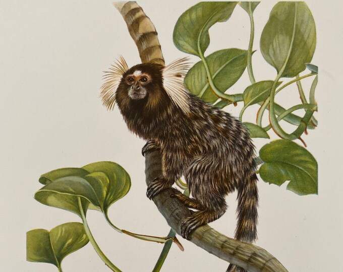 COMMON MARMOSET MONKEY Animal Print. Antique Zoology and Biology ...