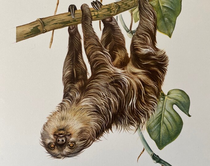 TWO-TOED SLOTH Animal Print. Antique Zoology and Biology Lithograph ...
