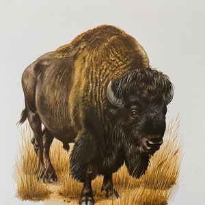 AMERICAN BISON Animal Print. Antique and Vintage Zoology and Biology Lithograph. Wildlife ...
