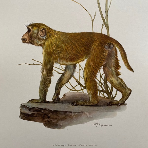 Macaque - Etsy