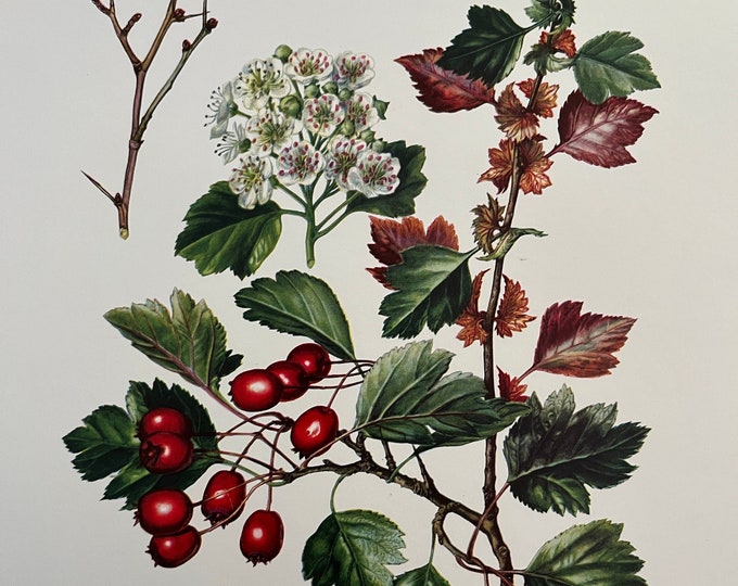 HAWTHORN Botanical Print. Antique and Vintage Natural Sciences and ...