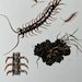 CENTIPEDES Insect Print. Antique and Vintage Zoology and Biology ...