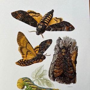 HAWK MOTH Insect Print. Antique and Vintage Zoology and Biology ...