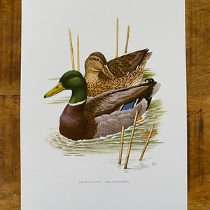 MALLARD / WILD DUCK Bird Print. Antique and Vintage Natural Sciences ...