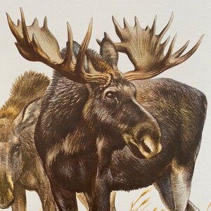 MOOSE Animal Print. Antique and Vintage Zoology and Biology Lithograph ...