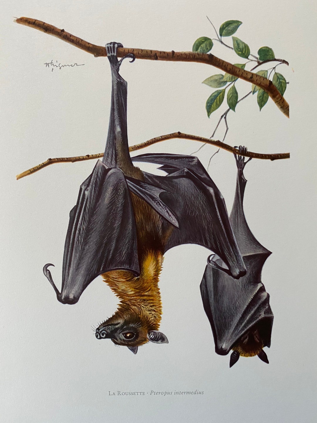 FLYING FOX BAT Animal Print. Antique Zoology and Biology Lithograph ...