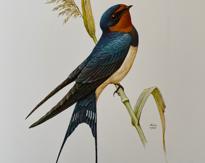 BARN SWALLOW Bird Print. Antique and Vintage Natural Sciences and ...