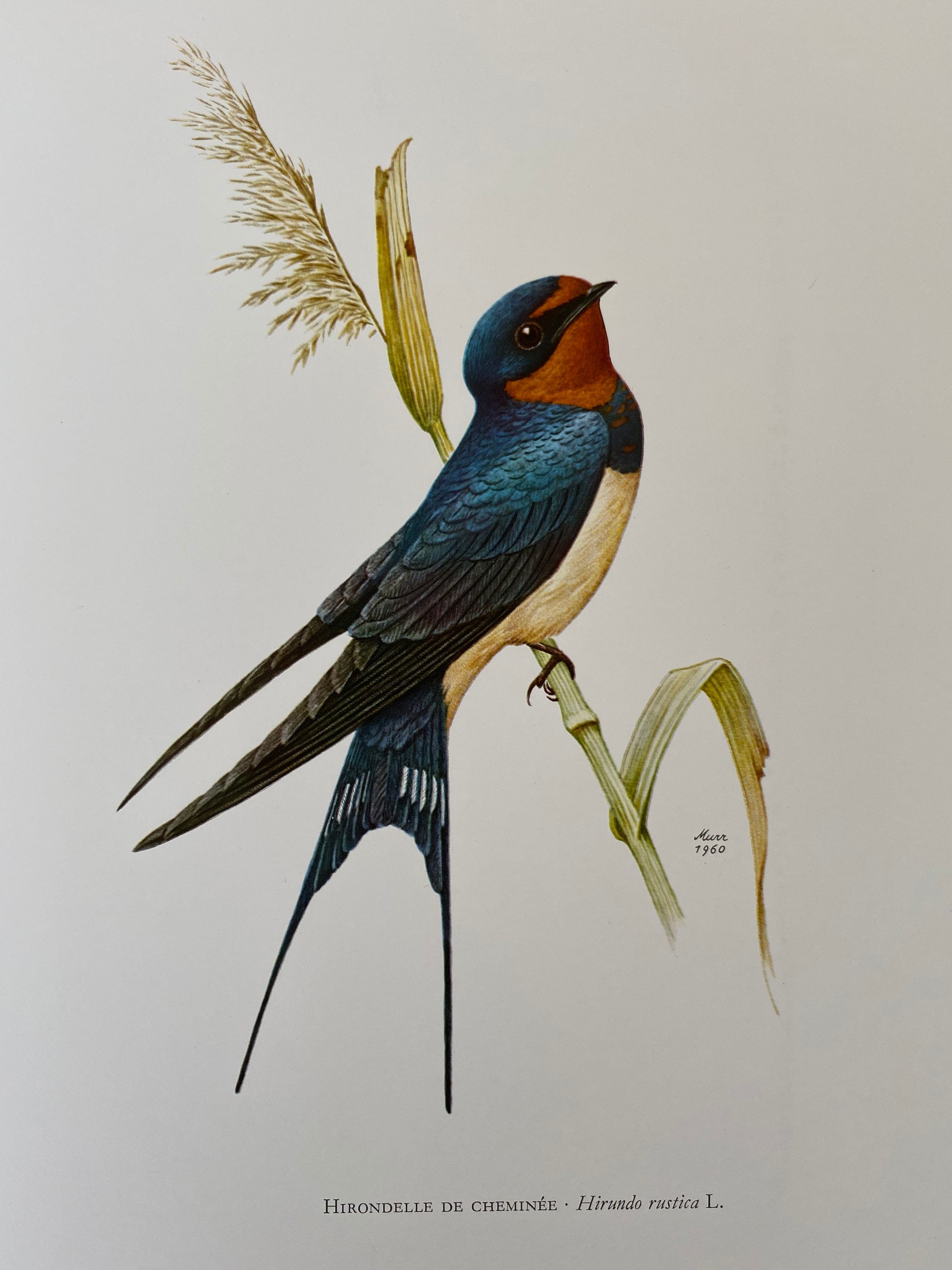 Vintage Swallow Drawings