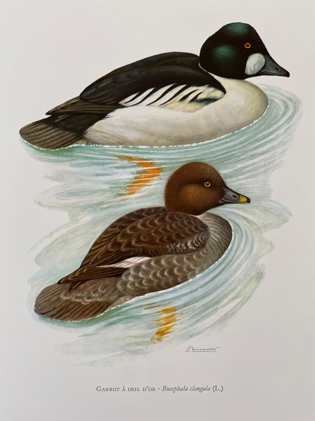 Vintage Common Goldeneye Bird Print, 1960s Ornithology Wall Art - Etsy