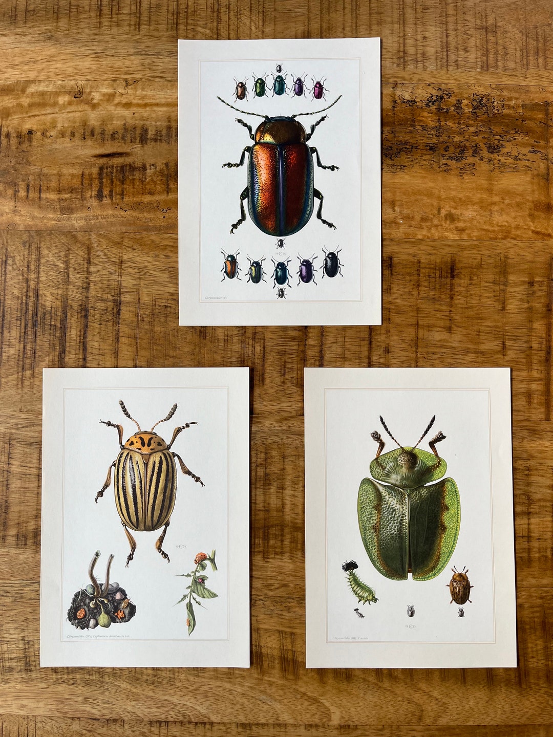 3 X 1960 Vintage BEETLES Insect Print Set. Bugs Illustrations. - Etsy