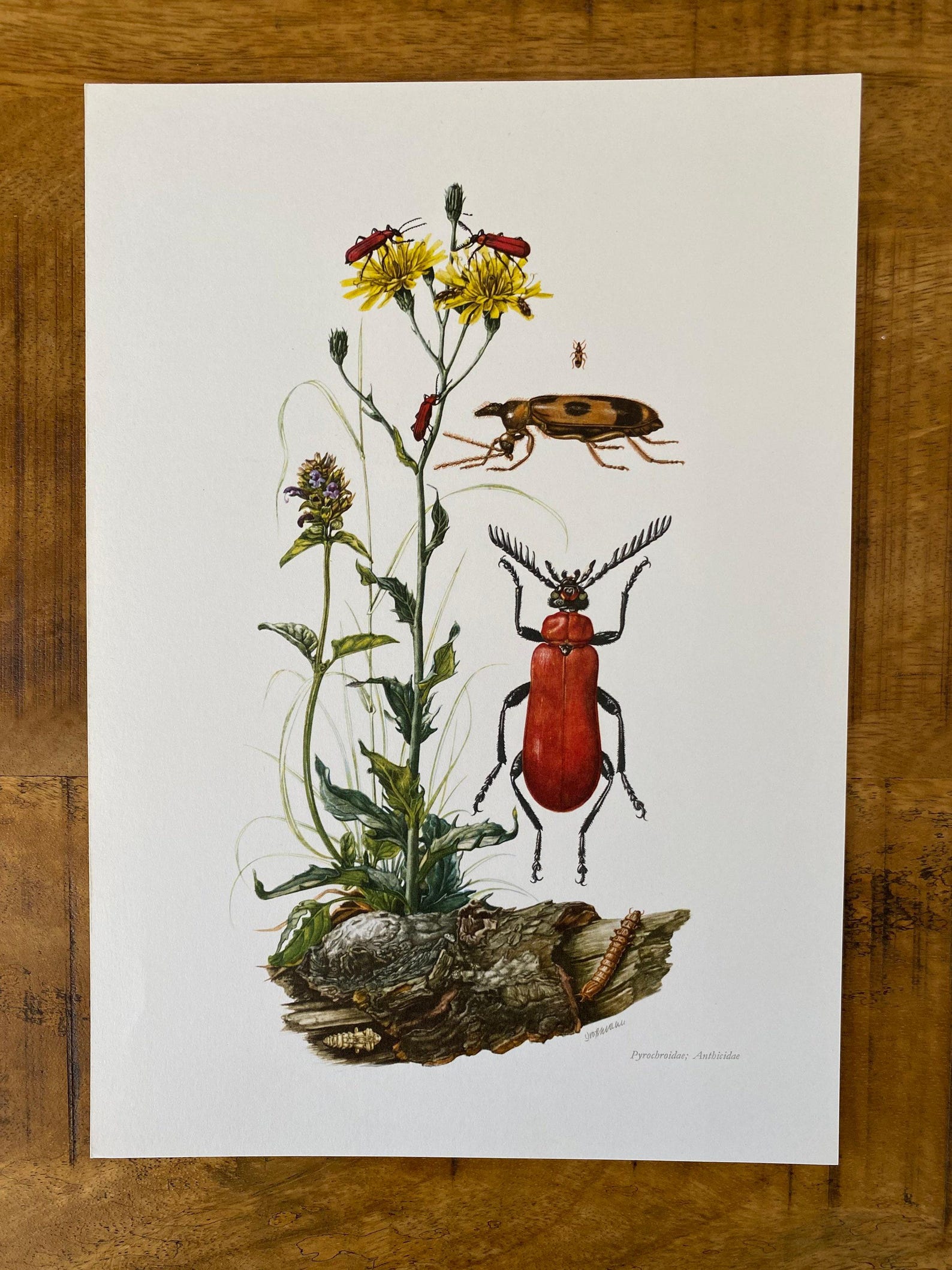 Entomology Wall Art: Fire-colored Beetle Print, 1960s Insect ...