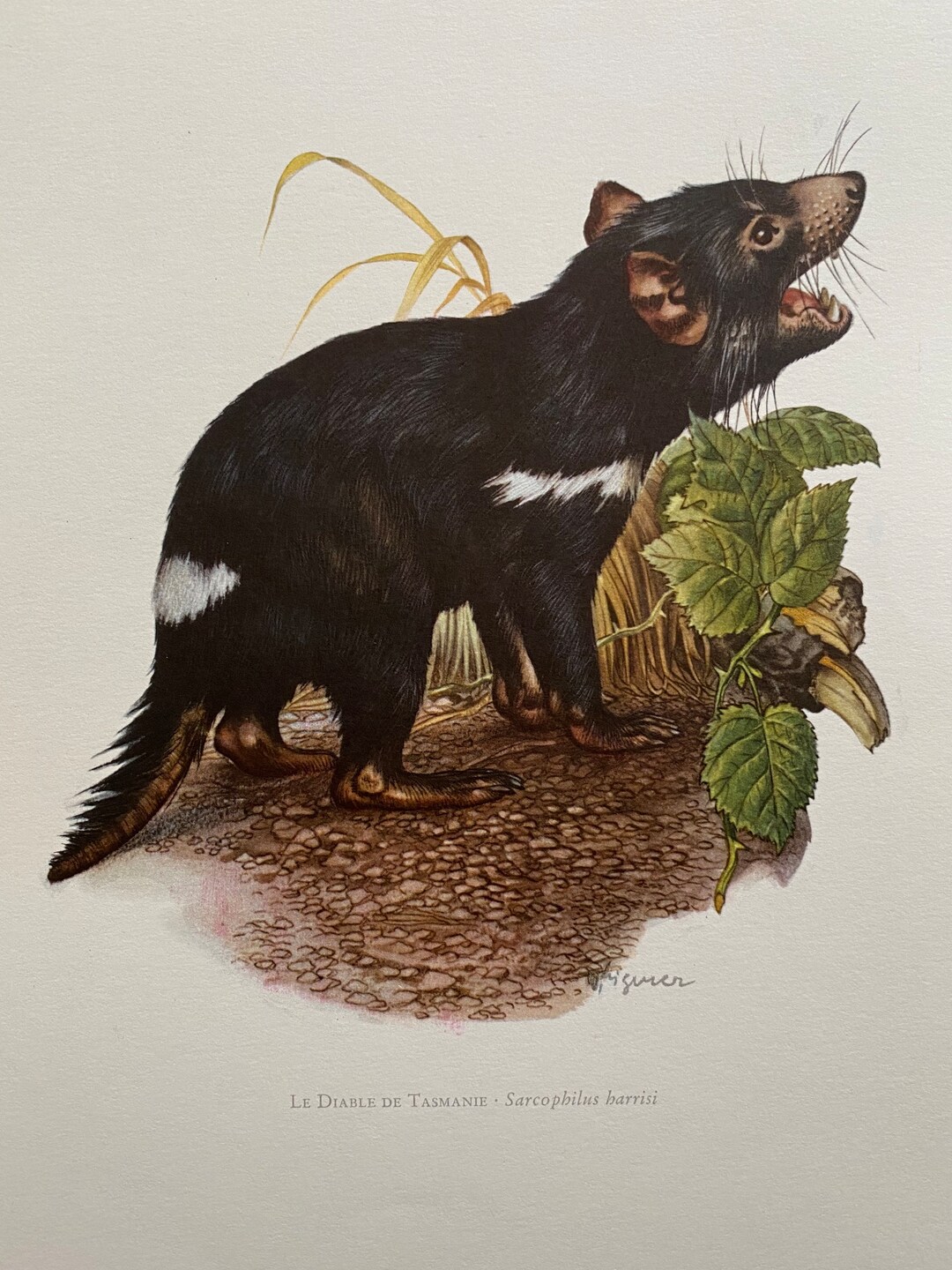 TASMANIAN DEVIL Animal Print. Antique Zoology and Biology Lithograph ...