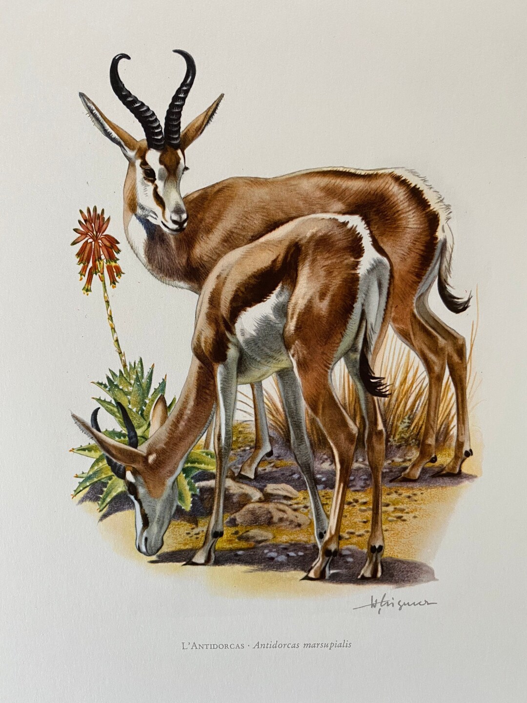SPRINGBOK Animal Print. Antique and Vintage Zoology and Biology ...
