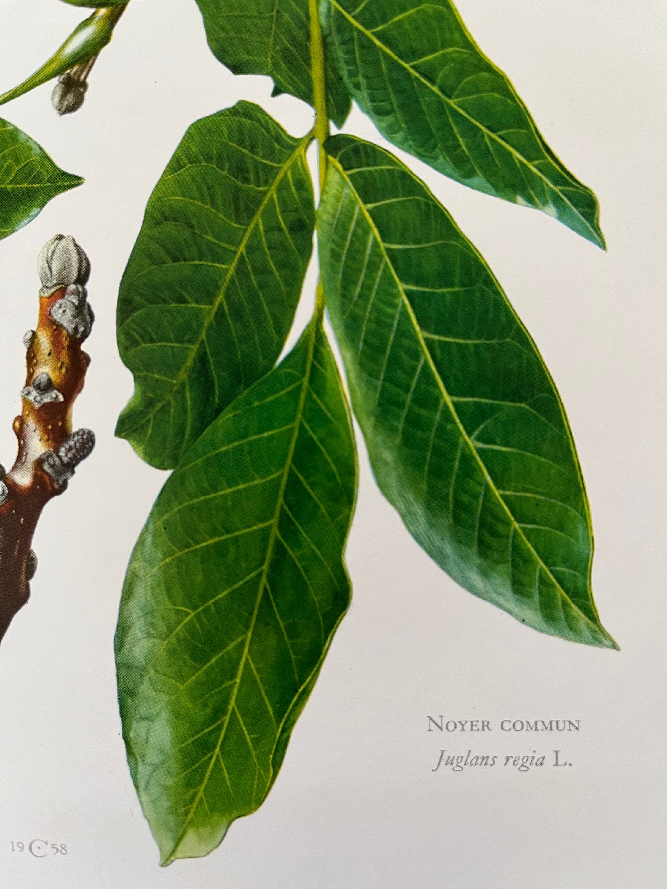 English Walnut Botanical Print, Vintage Natural Science Illustration - Etsy