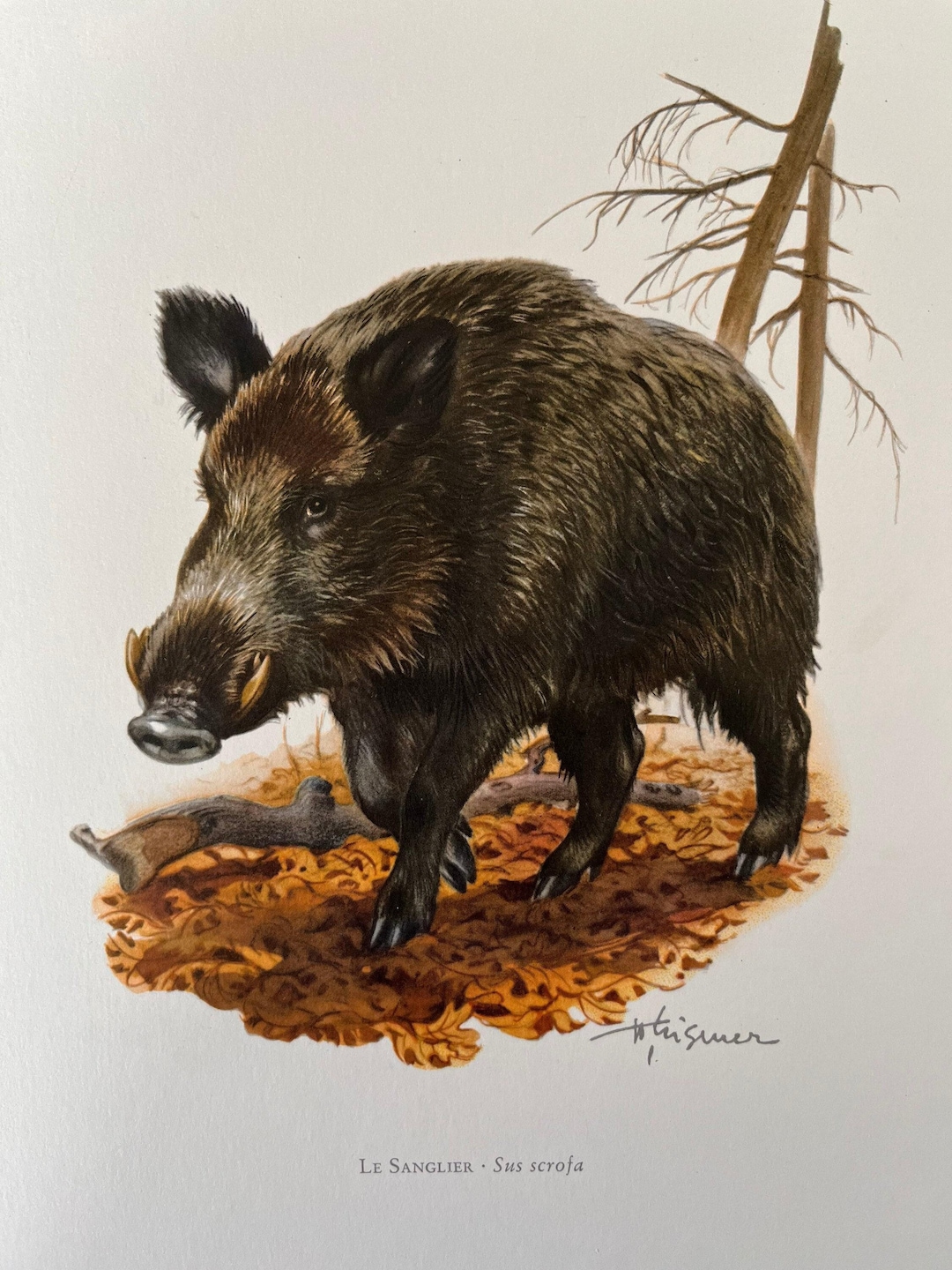 Wild Boar Animal Print. Antique and Vintage Zoology and Biology ...