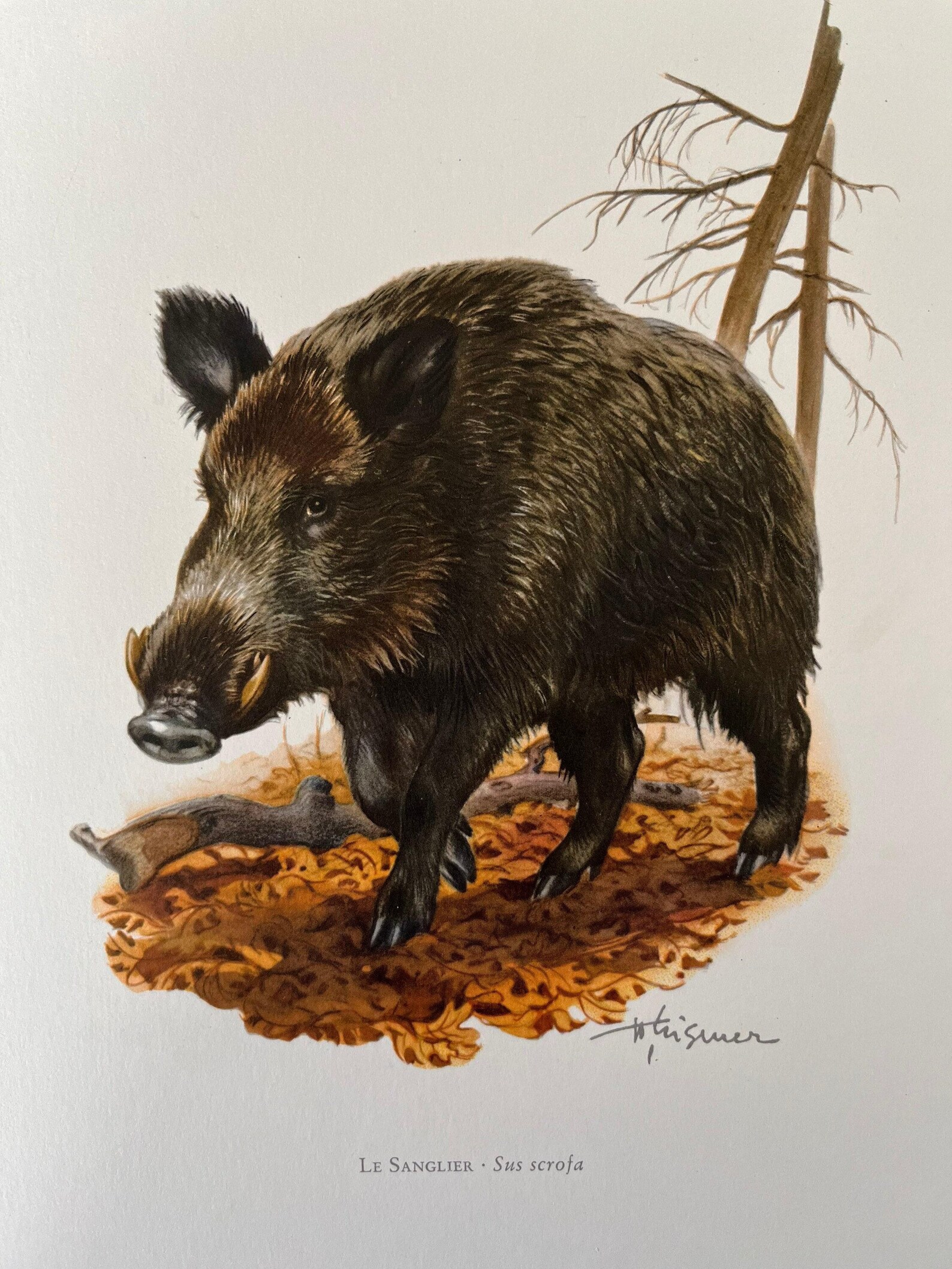 Vintage Wild Boar Lithograph, 1960s French Zoology Print - Etsy