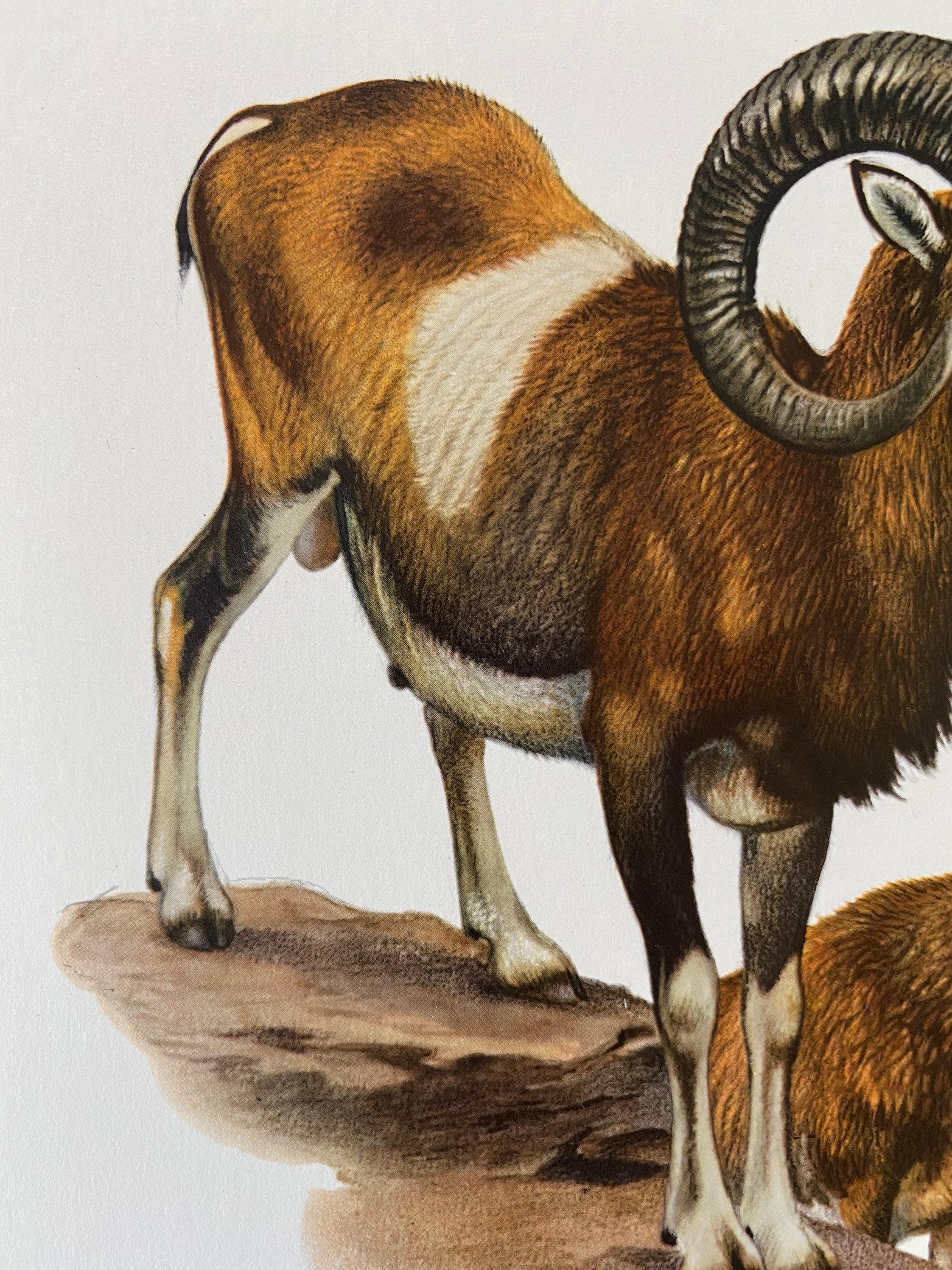 European Mouflon Animal Print. Antique and Vintage Zoology and Biology ...