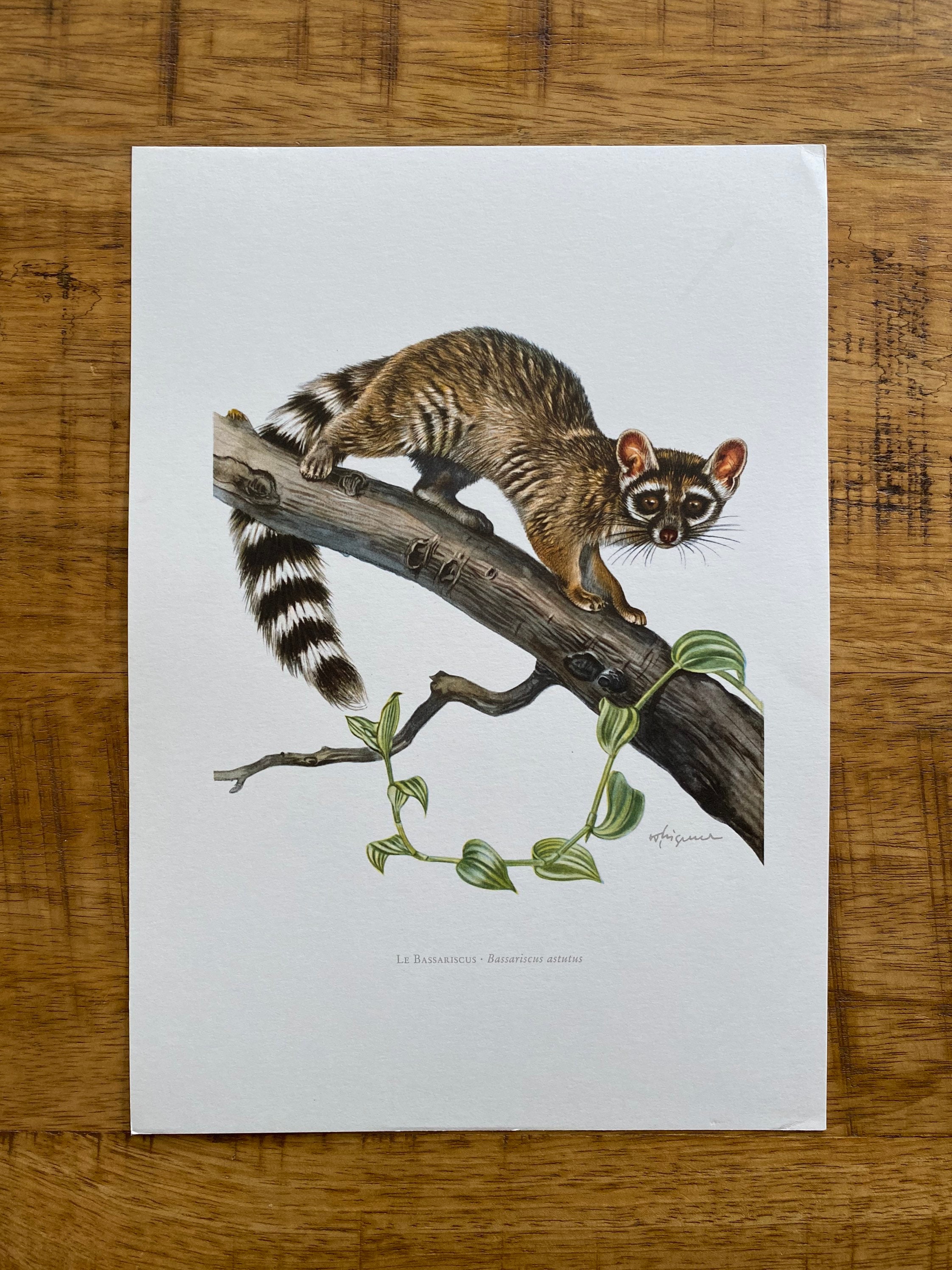 RINGTAIL CAT Animal Print. Antique and Vintage Zoology and Biology ...