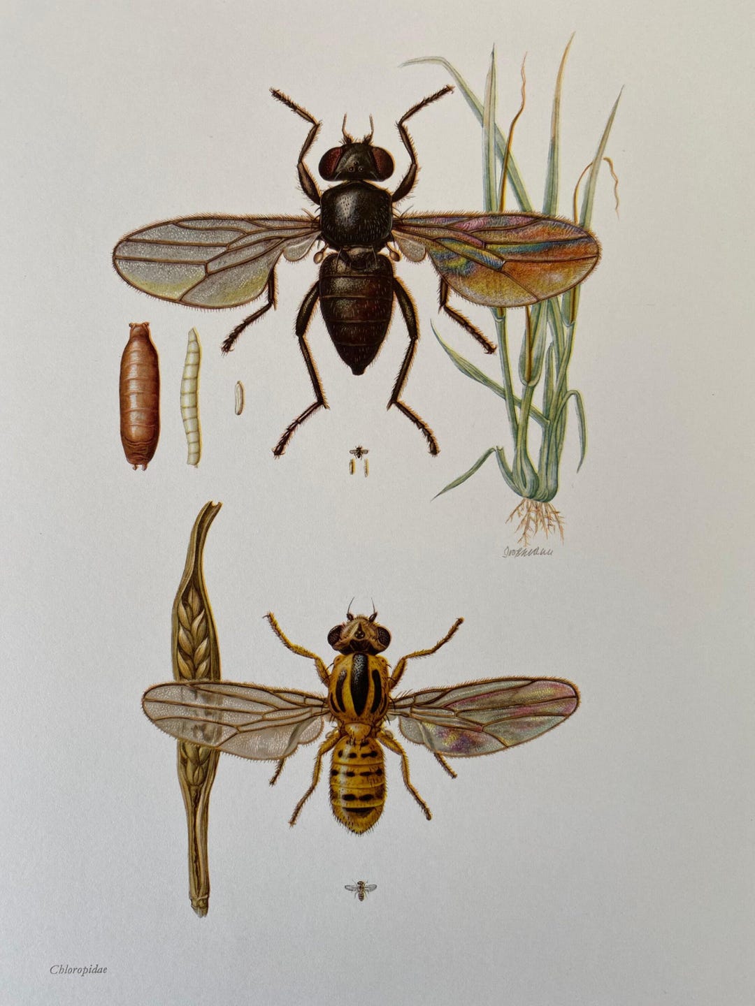 Entomology Wall Art: 1960s Insect Print, Natural History - Etsy
