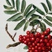 ROWAN Botanical Print. Antique and Vintage Natural Sciences and Biology ...