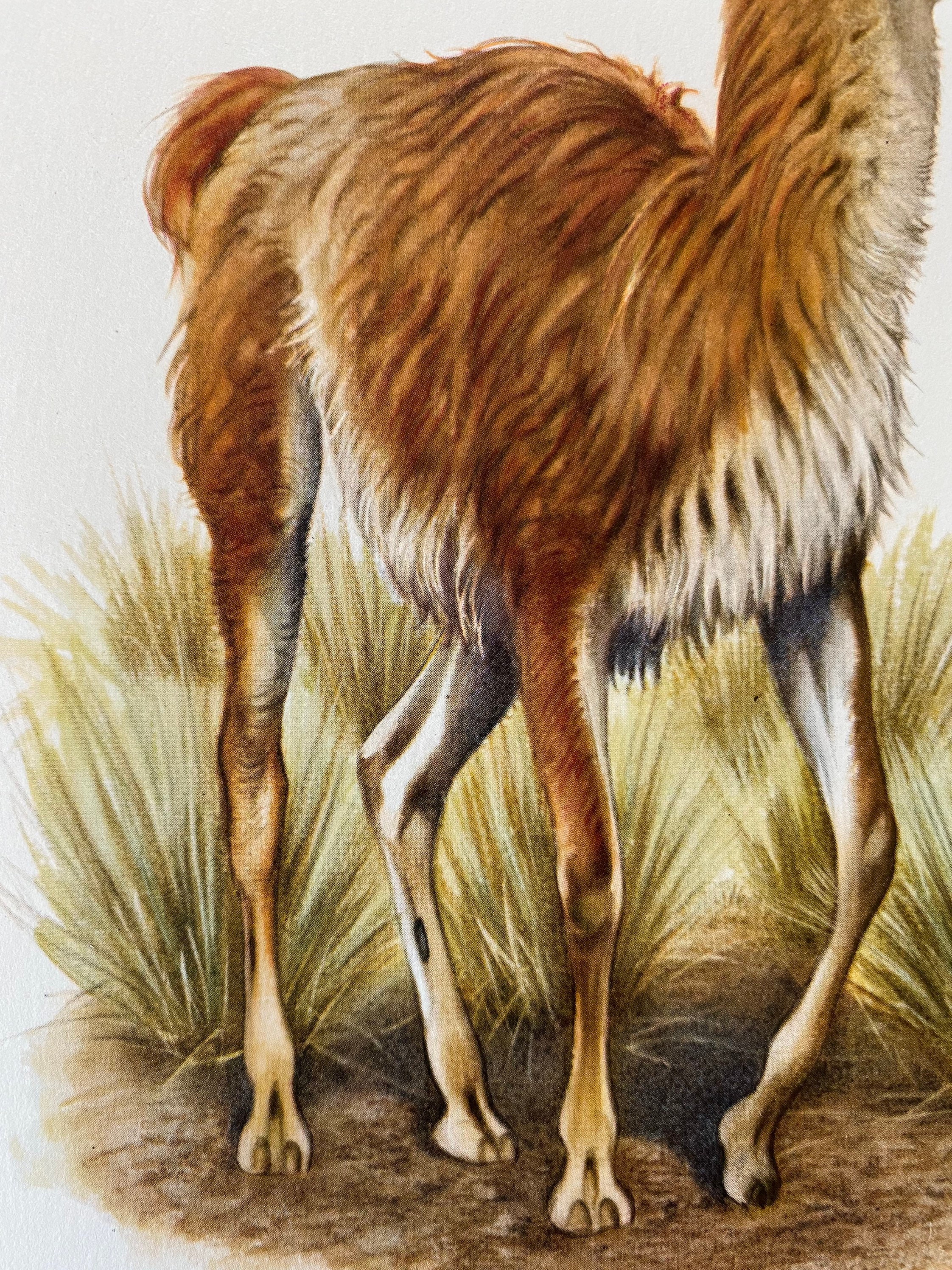 Vintage Guanaco Print, 1960s Zoology Lithograph - Etsy