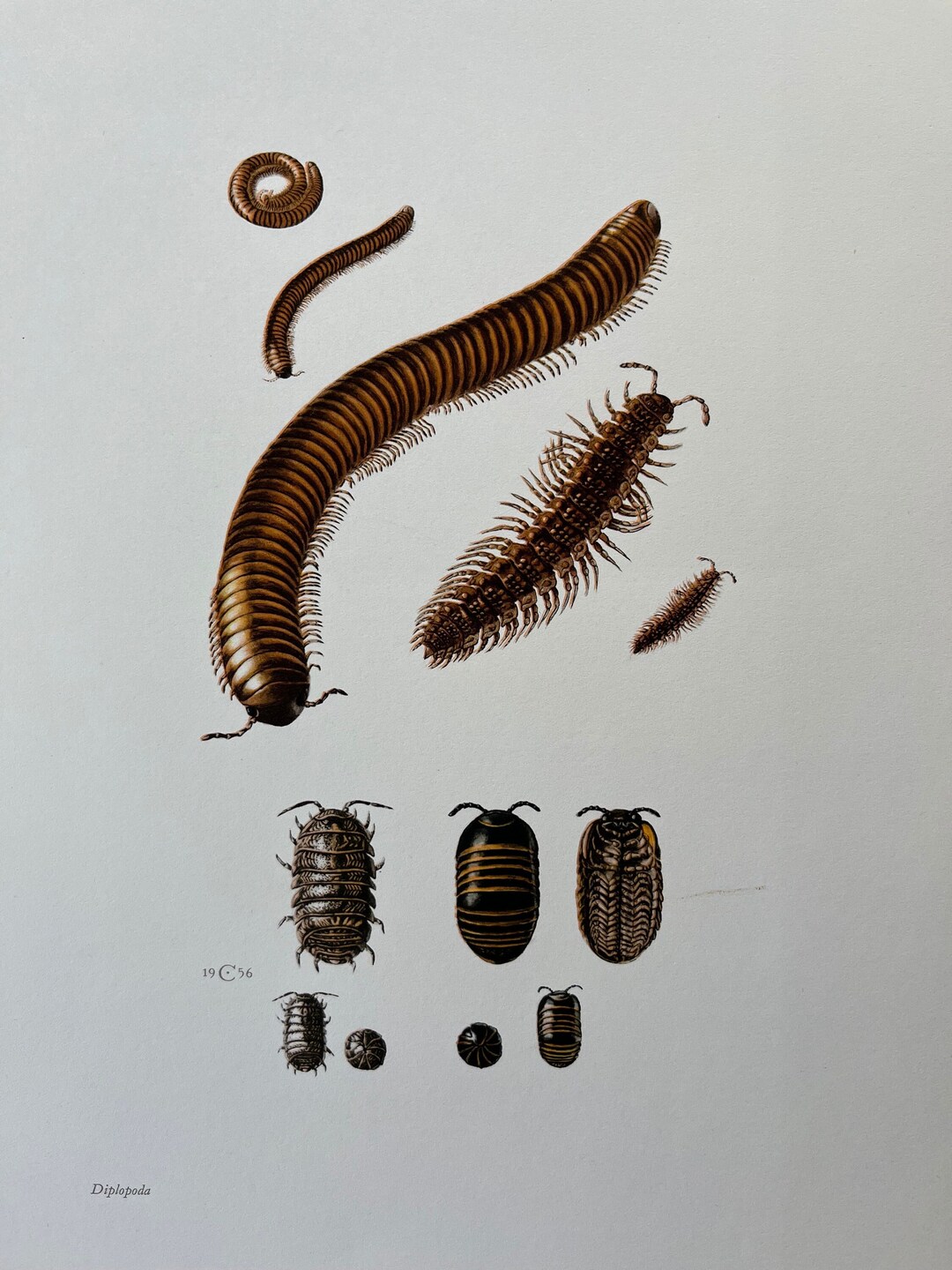 Vintage Millipede Print: 1960s Zoology Lithograph - Etsy