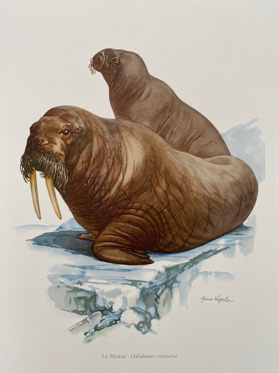 Walrus Pictures To Print