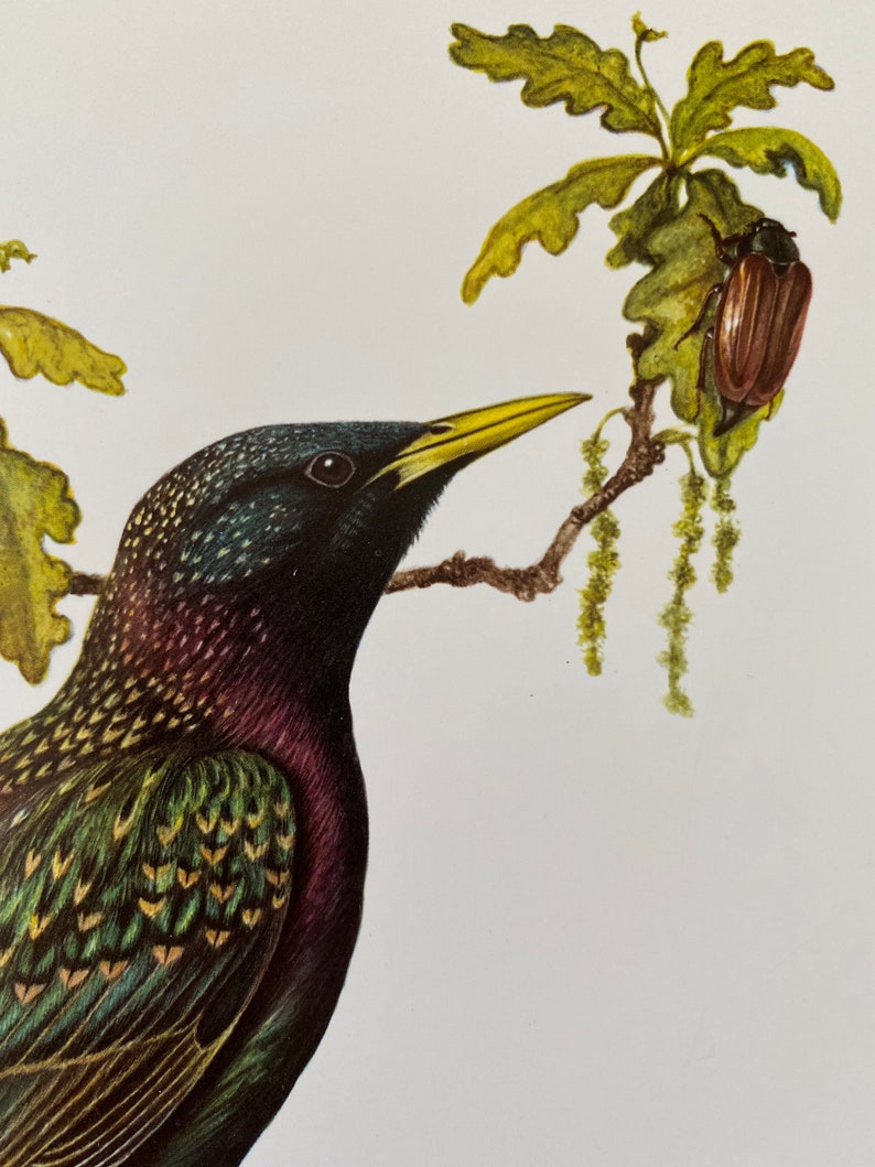 Vintage Starling Bird Print, 1960s Natural Science Wall Art - Etsy