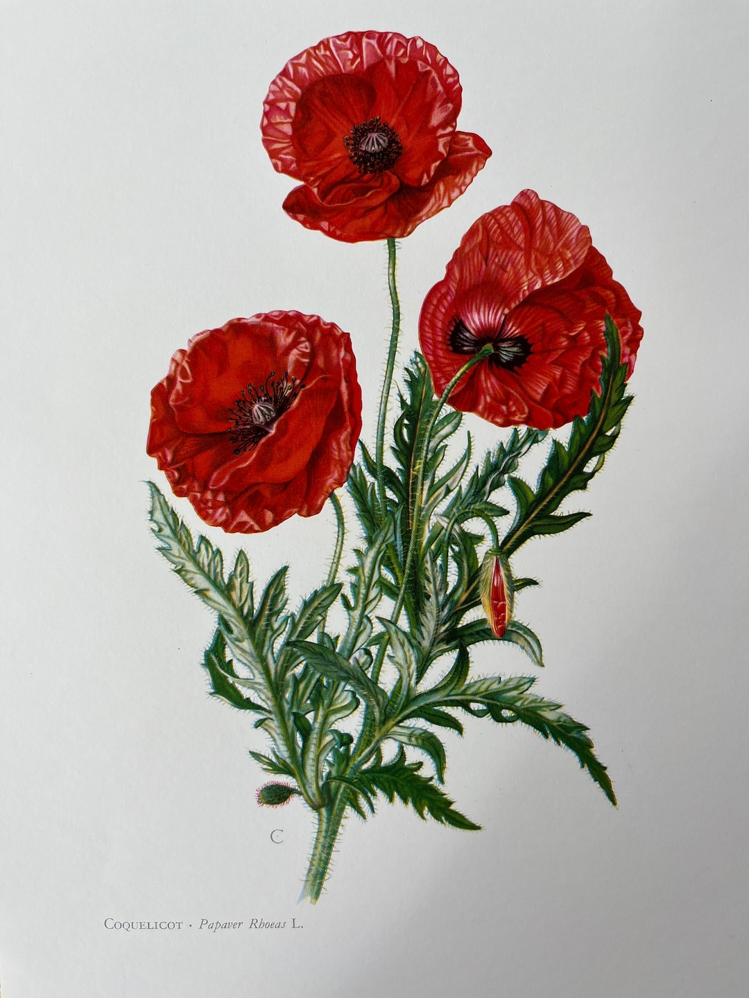 COMMON POPPY Botanical Print. Antique Natural Sciences and Biology ...