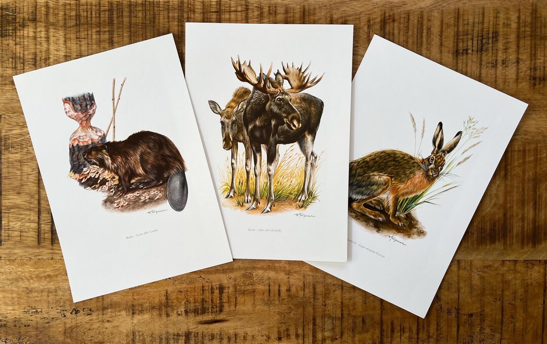 3 X 1960s Vintage FORES MAMMALS Animal Print Set Including Beaver ...