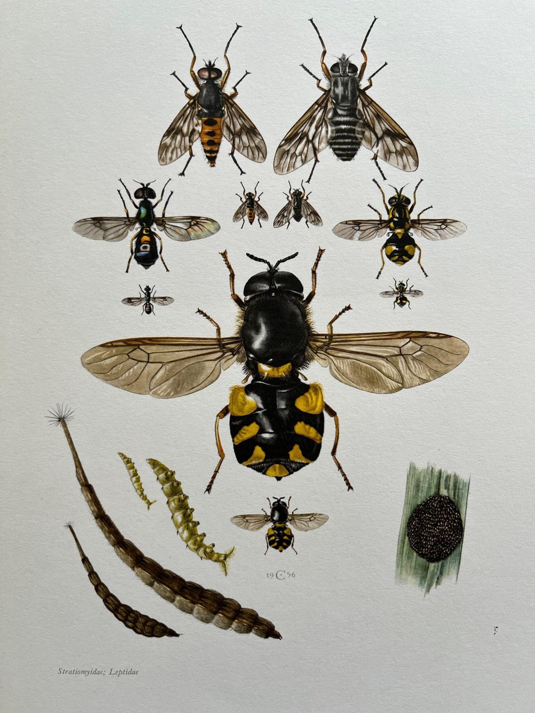 Vintage Soldier Flies Lithograph Print, 1960s Zoology Art - Etsy