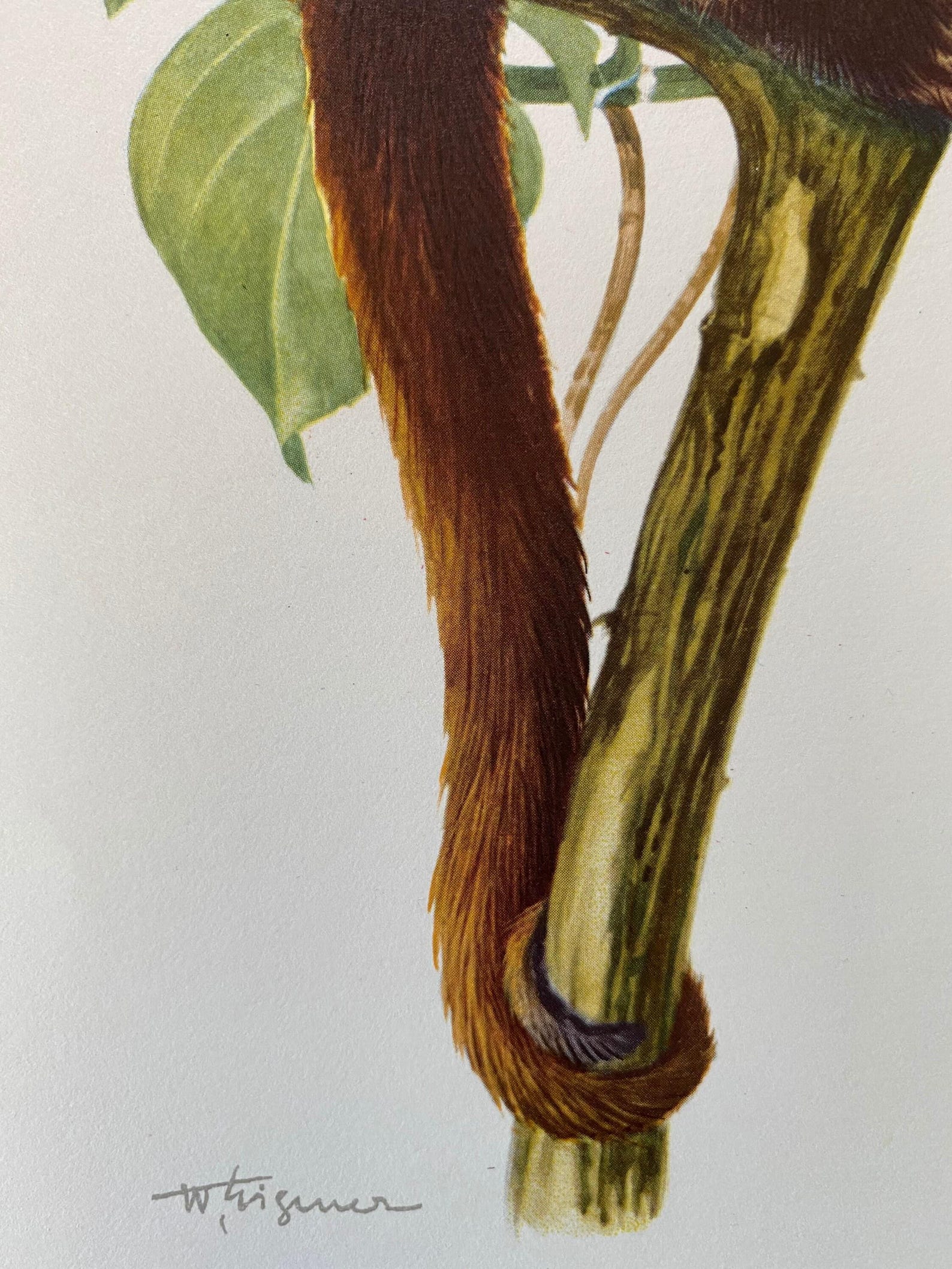 Red Howler Monkey Animal Print. Antique and Vintage Zoology and Biology ...